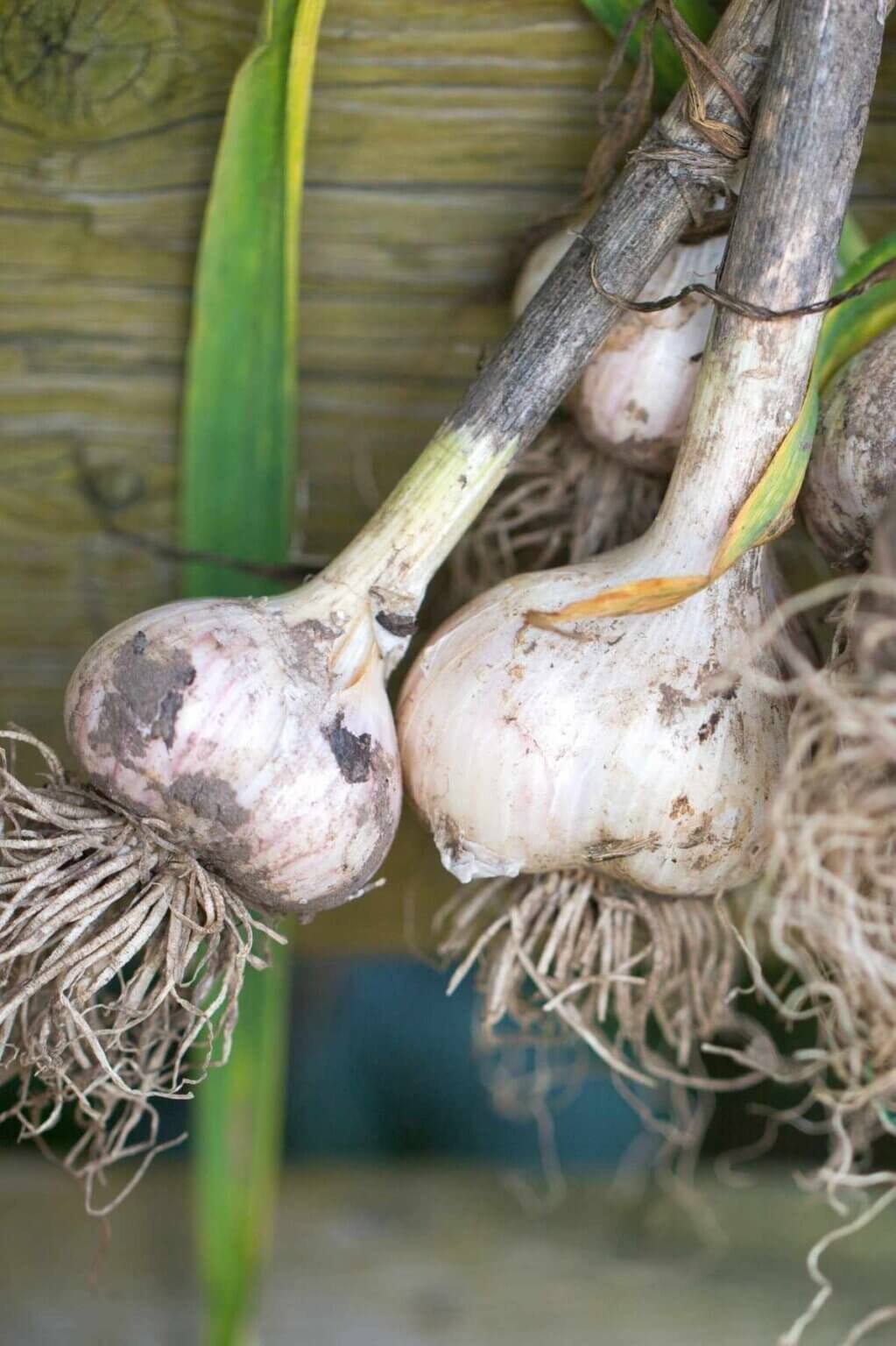 Complete Guide to Growing Garlic in a Backyard Garden - moon + magnolia