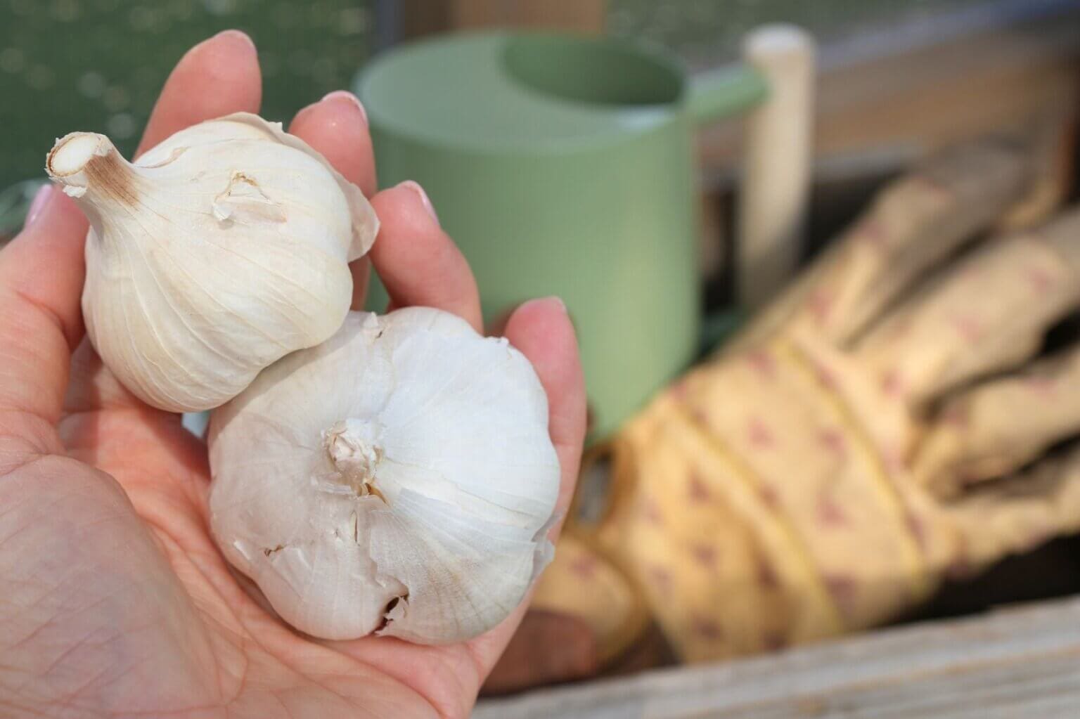 Complete Guide to Growing Garlic in a Backyard Garden - moon + magnolia