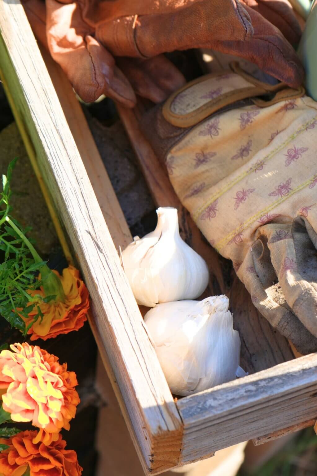 Complete Guide to Growing Garlic in a Backyard Garden - moon + magnolia
